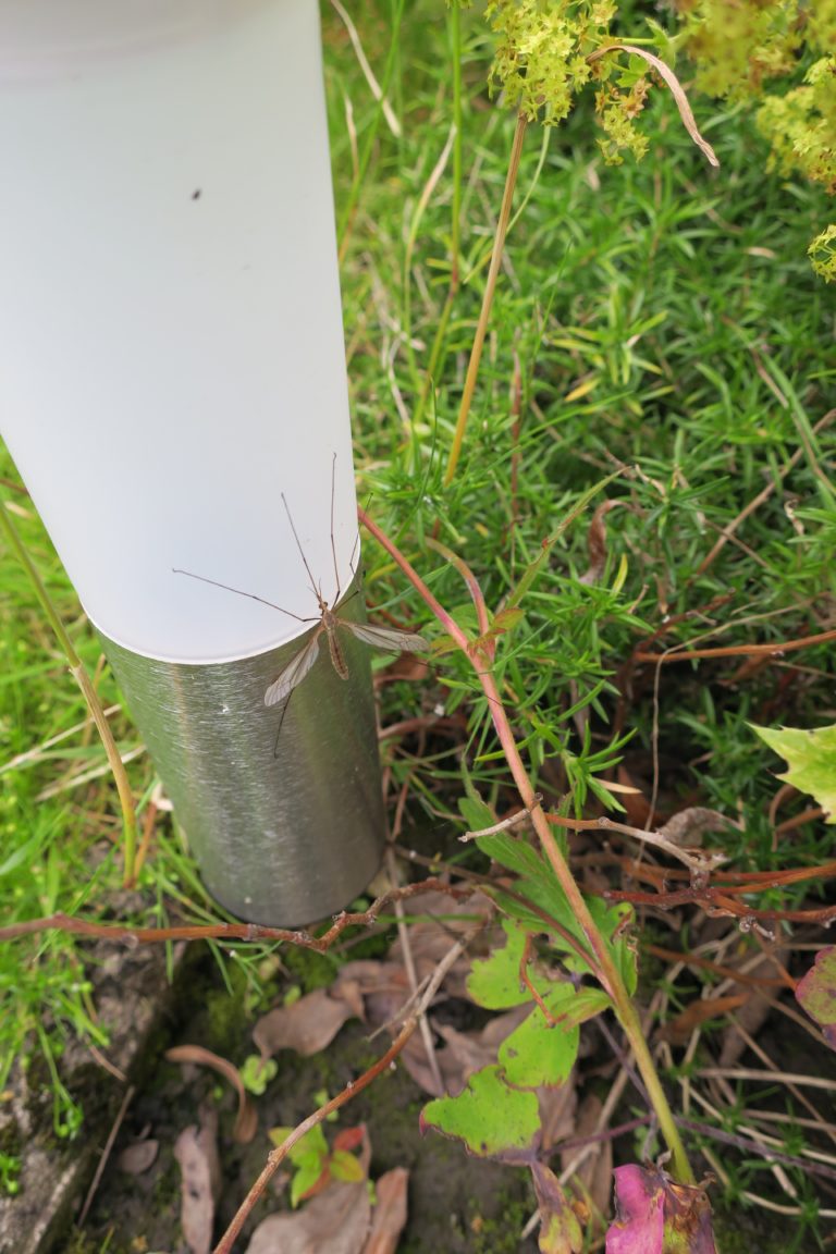 We're going on a Bug Hunt! Summer Holiday Fun - A Little Lyrical